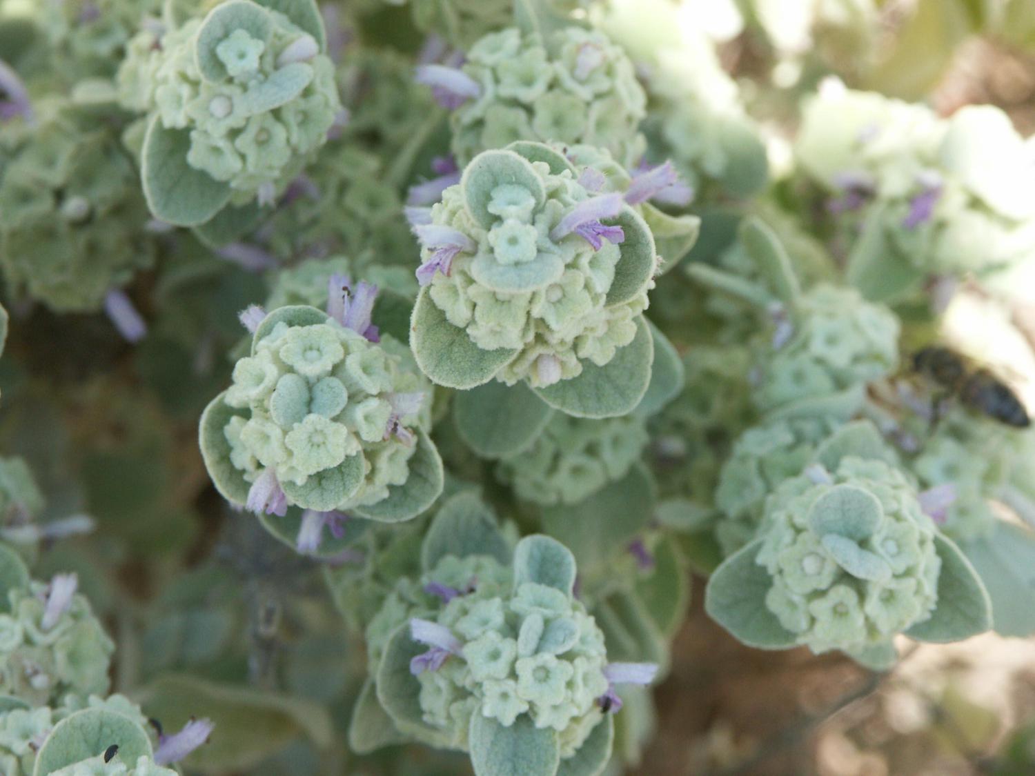 Ballota acetabulosa - Alchetron, The Free Social Encyclopedia